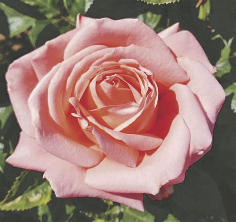With New Hybrid Rose Releases Here Are The Beauties To Look For In