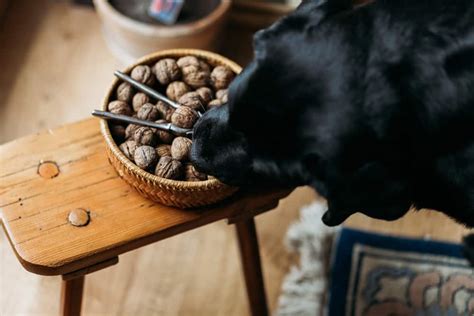 5 Nuts That Are Safe For Dogs To Eat Diets Care And Feeding Tips