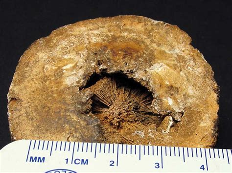 Louisville Fossils And Beyond Devonian Hindia Sponge Fossil