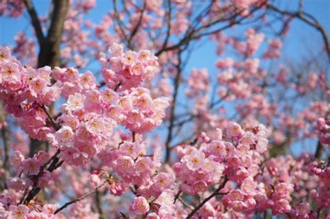 椿寒桜が見頃です 小豆島 国民宿舎小豆島 瀬戸内海の絶景とエンジェルロードが見える宿