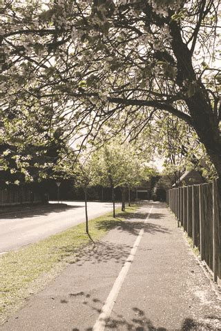 Trees Moving GIFs Find Share On GIPHY