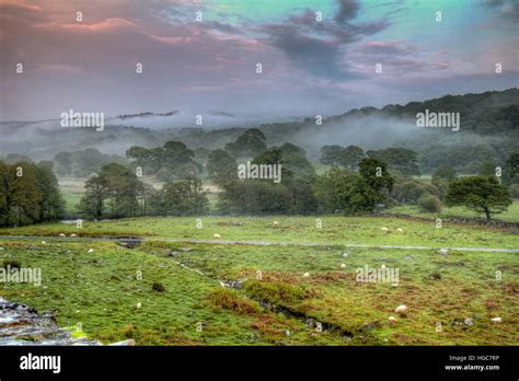 The Fog Within The Trees Stock Photo Alamy