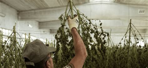 Sticky Weed Vs Dry Weed What S The Difference