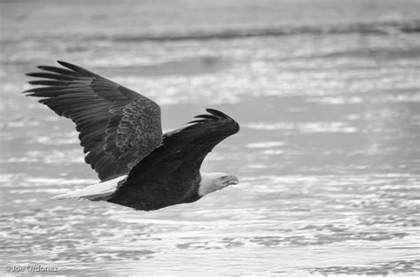 Bald Eagle Over Chilkat River Joe Ordóñez