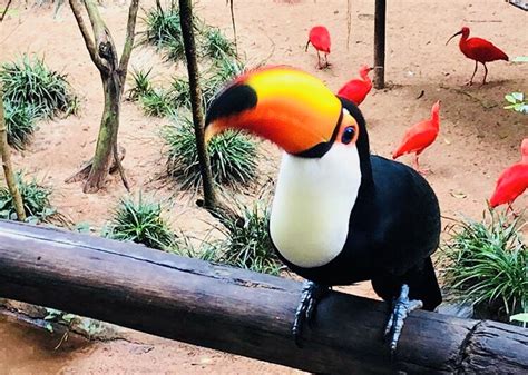南米最大アーヴェス公園バードパークイグアスへ行ってきた子連れブラジル旅行記ブログ