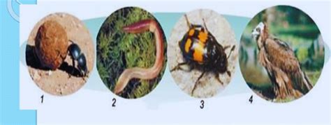 Характерні риси тварин Гетеротрофний тип живлення