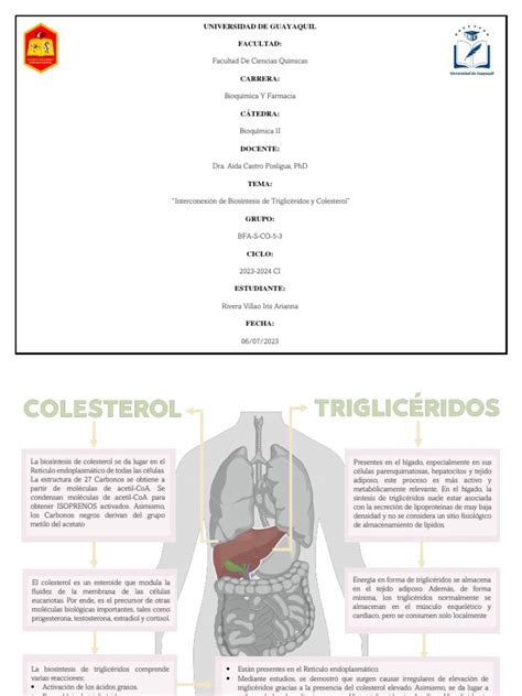 Interconexión De Biosíntesis De Triglicéridos Y Colesterol Pdf Triglicéridos Colesterol