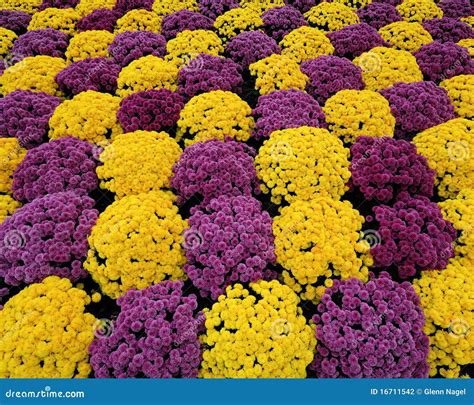 Different Color Mums