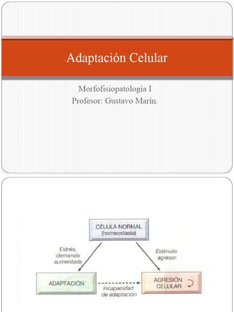 Tema 2 - Adaptación Celular | PDF | Atrofia | Epitelio