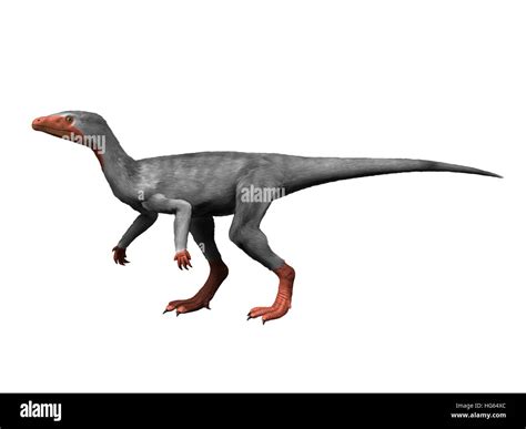 Eoraptor Lunensis Is An Extinct Dinosaur From The Late Triassic Of