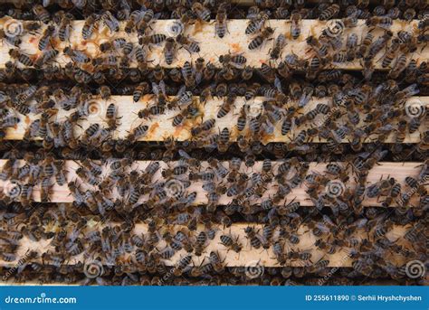 Frames Of A Beehive Close Up View Of The Opened Hive Body Showing The Frames Populated By Honey