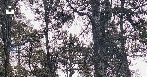 Foto Zum Thema Ein Feldweg Mitten Im Wald Kostenloses Bild Zu
