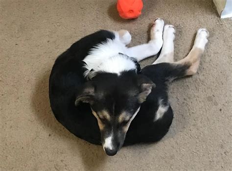 Theres Been A Glitch In The Puppy Assembly Line Scrolller