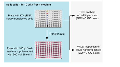 Scheme 2 Day 5 Procedure Passaging Of Cells And Harvesting Of Control