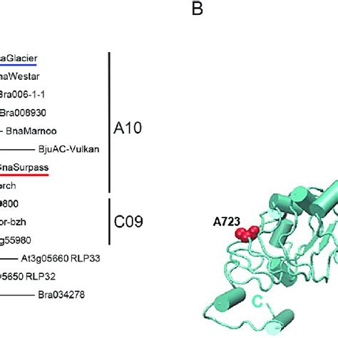 Phylogenetic Tree And Structural Model Of The Leucine Rich Repeat Lrr