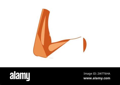 Normal Anatomy Of The Elbow Stock Videos And Footage Hd And 4k Video