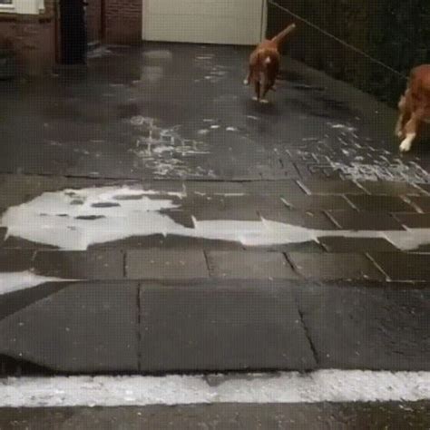 Ruh Roh Raggy Via Rfunny Pic