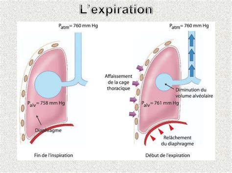 Ppt Physiologie Respiratoire Powerpoint Presentation Free Download