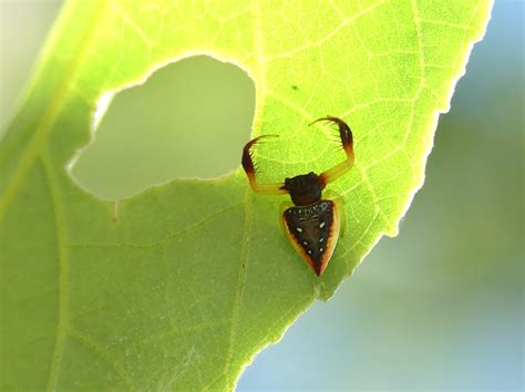 Arkys Cornutus Horned Triangular Spider Ausemade