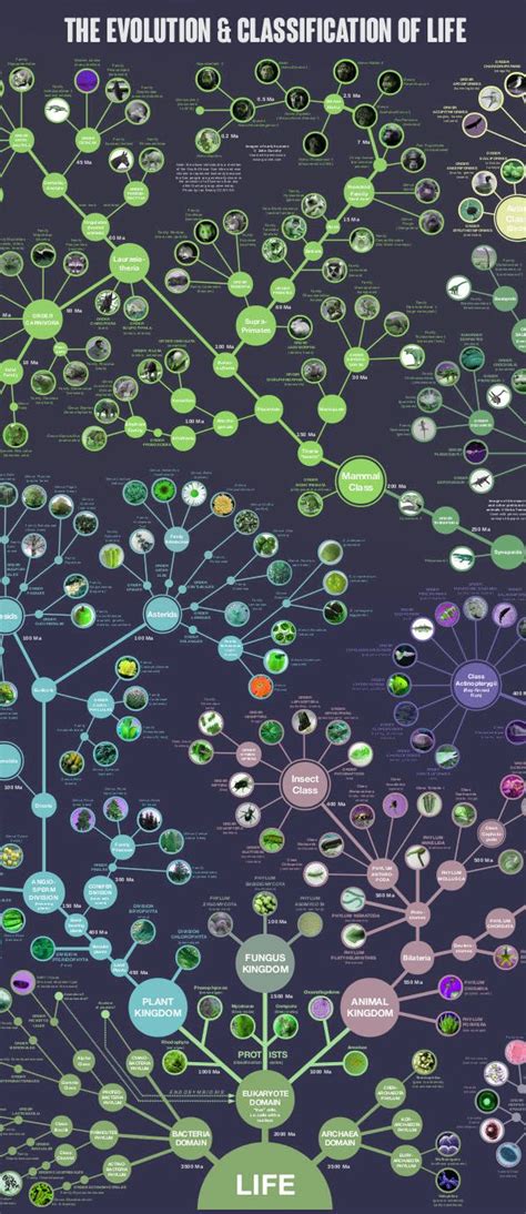 Evolutionary Tree Of Life Poster History Posters Life Science Life Poster