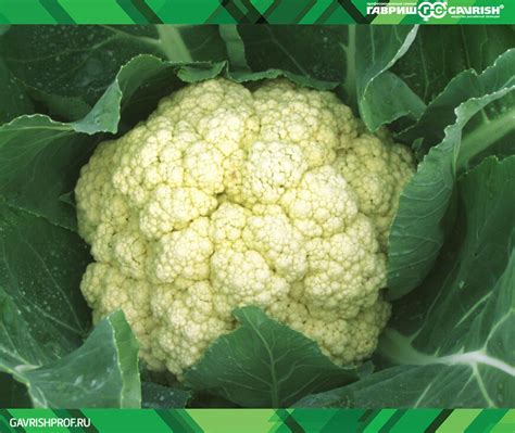 Расскажем как поднять тестостерон похудеть к лету почему начинать нужно уже сейчас и причём