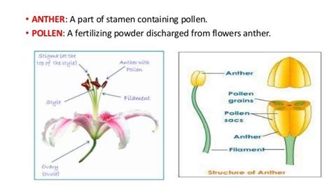 Anther And Pollen Culture