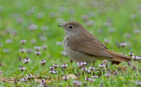 Nightingale Yanni