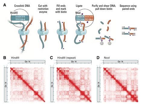 3d 基因组领域的重要进展：grid Seq 探索dna Rna的相互作用 知乎