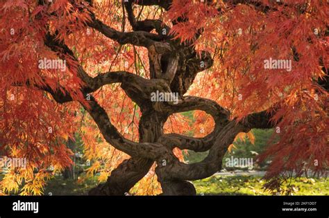 Japanese Maple Tree Acer Palmatum Fall Color And Twisted Trunk Stock