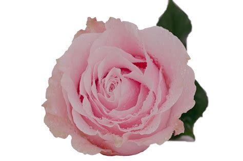 Premium Photo Close Up Of Pink Rose On White Background Isolate