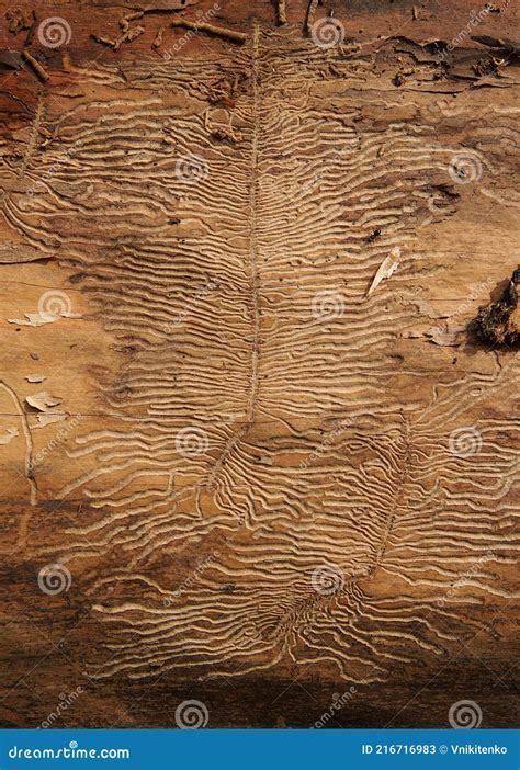 Casca Desenhos Abstratos Por Besouro Em Madeira Imagem De Stock Imagem De Destrua Furos