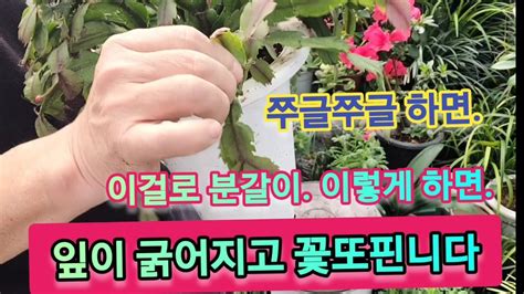 게발 선인장 잎이 쭈글쪼글 하고 꽃이 잘 안핀다면 이렇게 해보세요 잎이 굵어지고 꽃 잘피게 하는 방법 Youtube