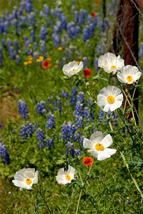 Texas Wildflower Bouquet