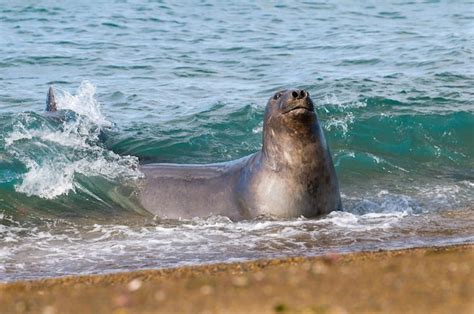 Premium Photo Southern Elephant Seal Peninsula Valdes Patagonia