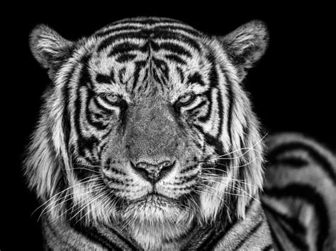 David Yarrow Wildlife Tigers