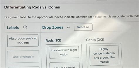 Solved Differentiating Rods Vs ﻿conesdrag Each Label To The