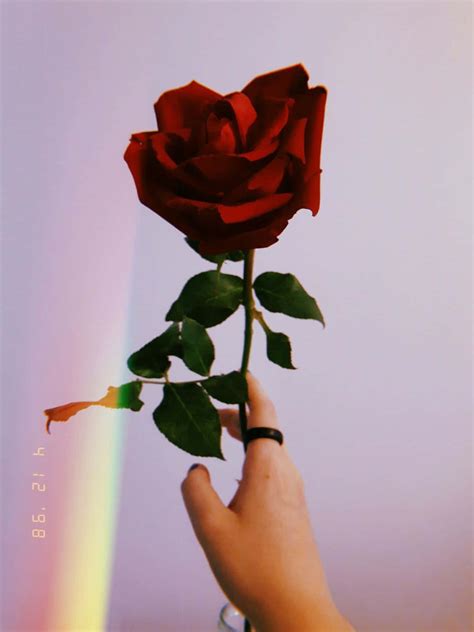 100 Aesthetic Rose Backgrounds