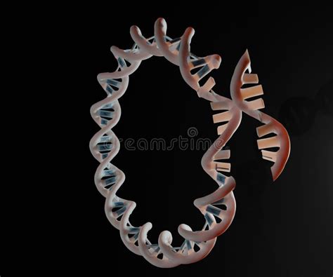 The Plasmid And Gene Fragment Are Joined Together To Produce A Gene