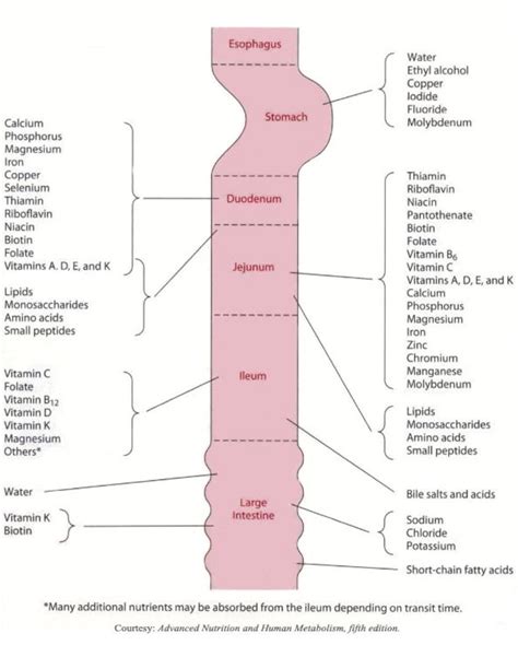 Nutrient Absorption In The Gi Tract Cheat Sheet Nursing Nclex Quiz