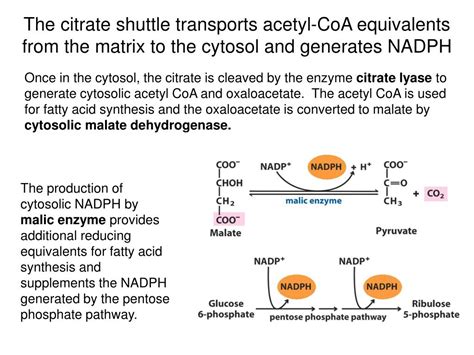 Citrate Shuttle Fatty Acid Synthesis