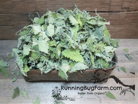 Organic Loose Leaf Dried Whole Catnip Non Gmo Kitty Krack Natural And Chemical Free