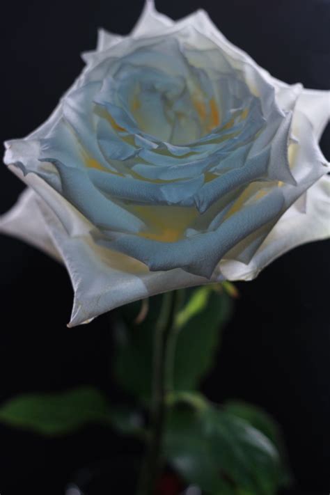 Белая роза на черном фоне Белая роза Розы Стиль