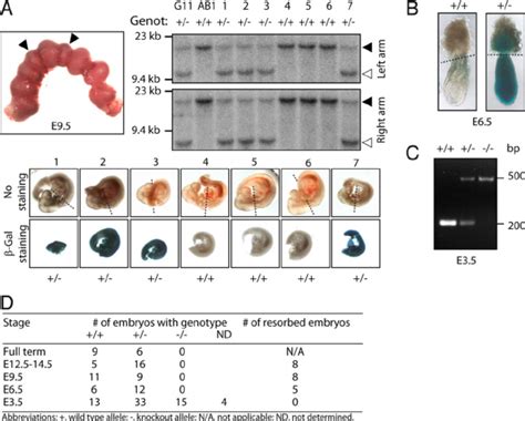 A Homozygous Hinfp Laczlacz Null Allele Causes Embryonic Lethality