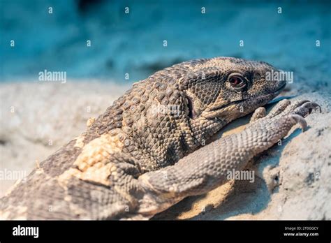The Savannah Monitor Varanus Exanthematicus Is A Medium Sized Species