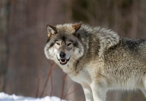 The Canadian Timber Wolf 7 Amazing Facts Canada Hustle