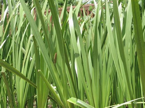 What Is Acorus Calamus What Are The Health Benefits Of Acorus Calamus