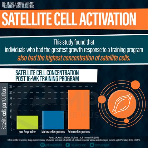 Satellite Cells