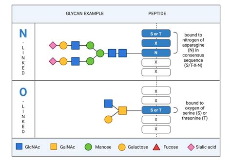 Peaks Glycan Module Deep Proteomics