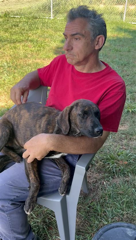 ‼️‼️‼️no Longer Available ‼️‼️‼️ Name Dawn Breed Rhodesian Ridgeback