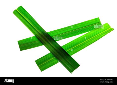 Lemongrass Is One Of Various Species Of Grass The Cymbopogon Citratus
